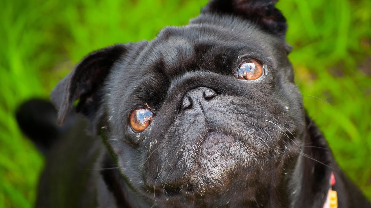 Unleashing Your Pug s Singing Talent A Guide to Vocal Training - YouTube