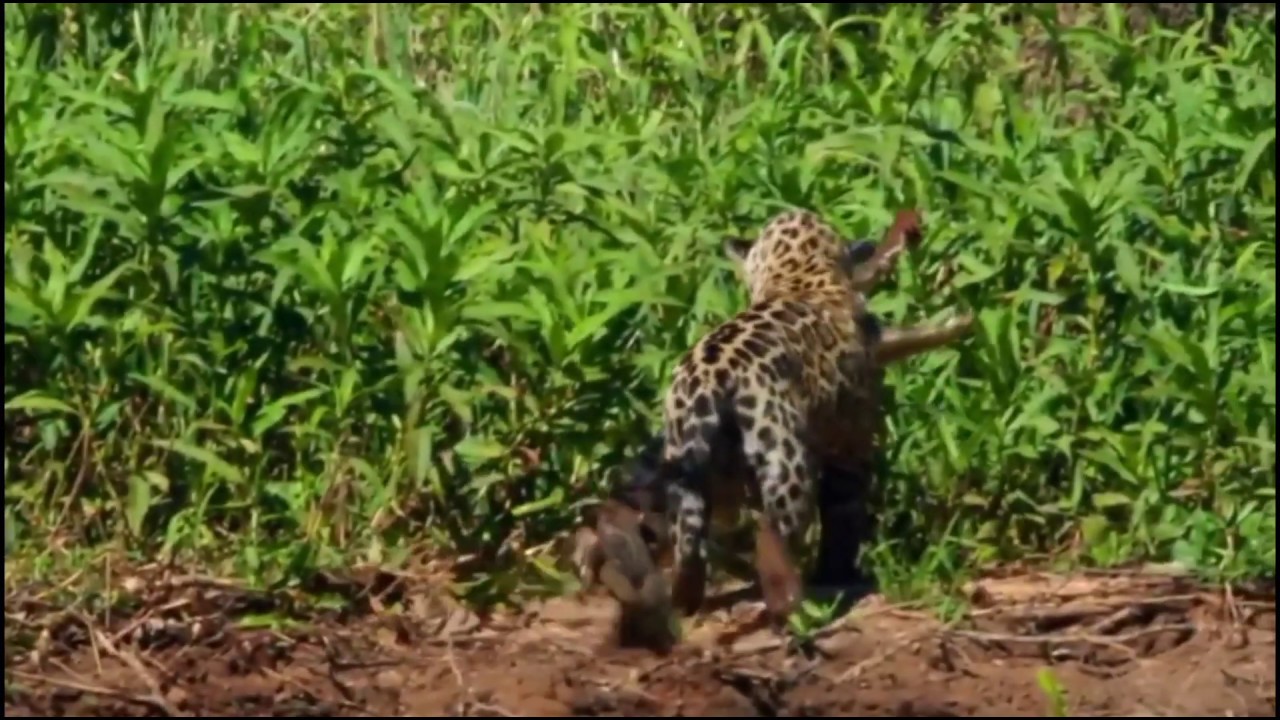 Big Leopard Attacks compilation including crocodiles Attack Liger and Hog Attack - YouTube