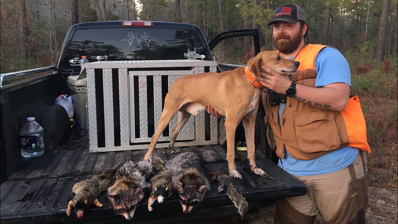 North Carolina public land hunting fox squirrel,grey squirrel and coon ...