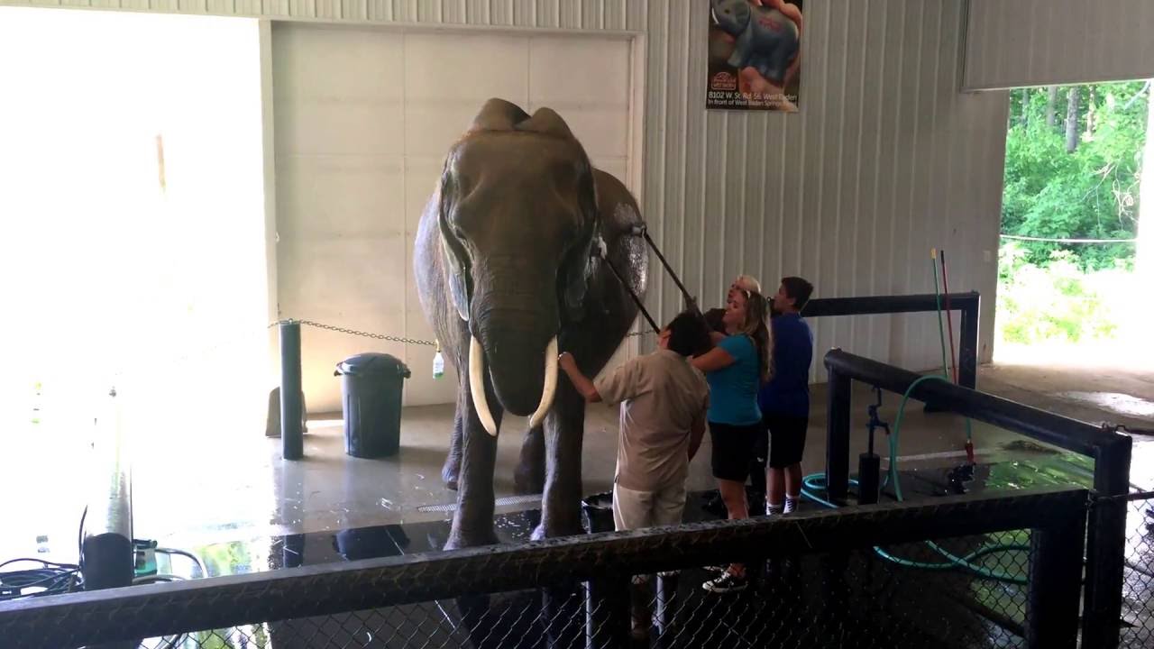 Give an elephant a bath at Wilstem Ranch - YouTube
