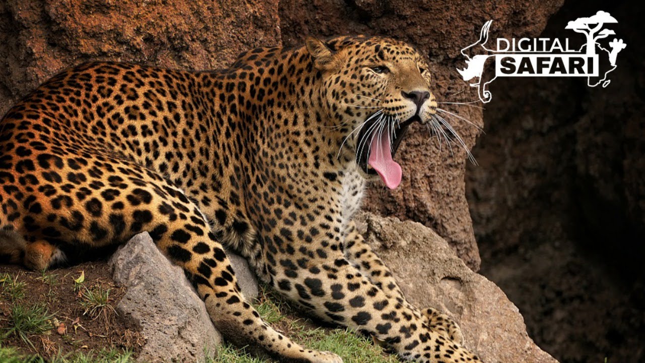 Live: Leopards VS cheetahs? Who is much stronger? - YouTube