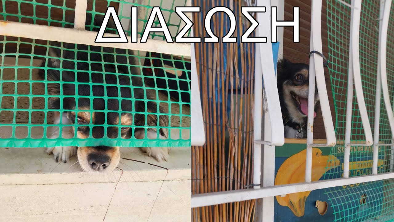 ΔΙΑΣΩΣΗ: Μόνιμα σε μπαλκόνι τύπου τσέπη καλοκαίρι με 40 βαθμούς - YouTube