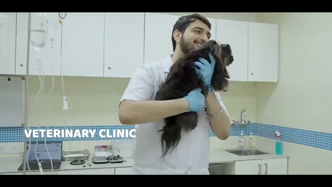 Enter the world of Zigly, your pet parenting partner! 😻 - YouTube