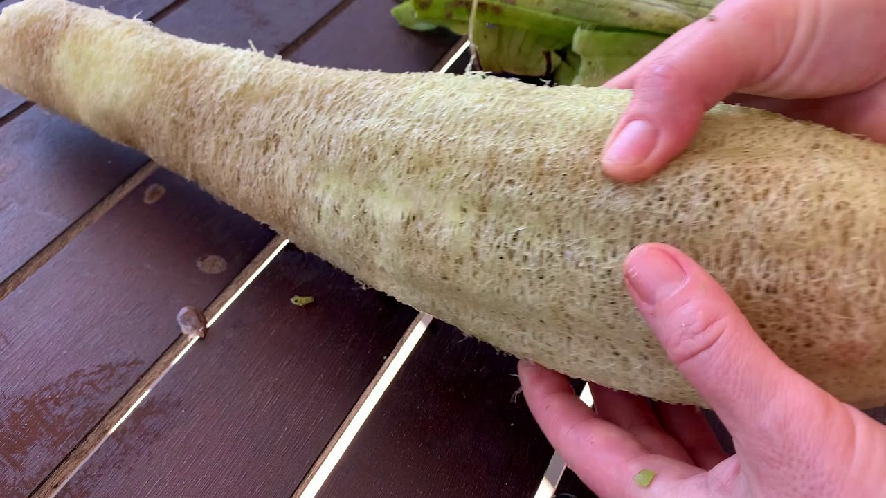 When And How - Harvest Peel And Dry Luffa Sponge Gourd Loofah ...