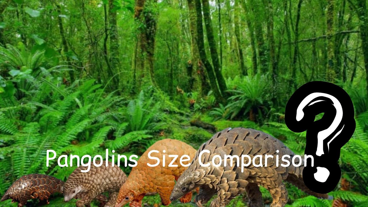 Pangolins Size Comparison - YouTube
