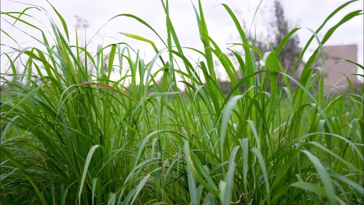 Grass Stock Footage | Royalty Free | Free 4K Videos - no copyright ...