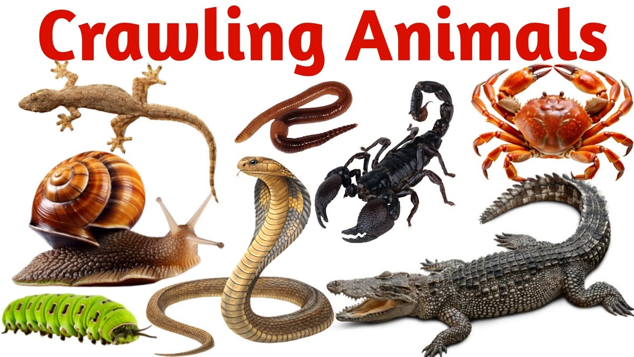 Crawling Animals for Kids | Names of Crawling Animals in English ...