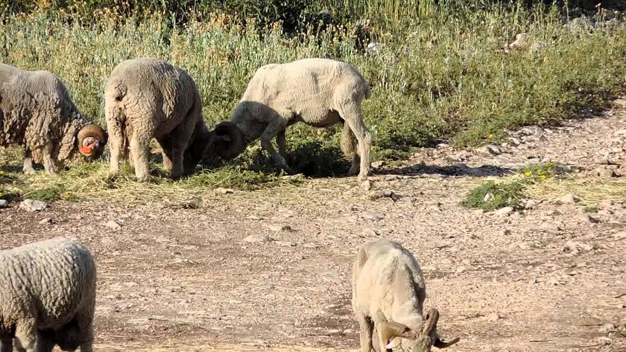 Thompson Temple Ram Hunt - YouTube