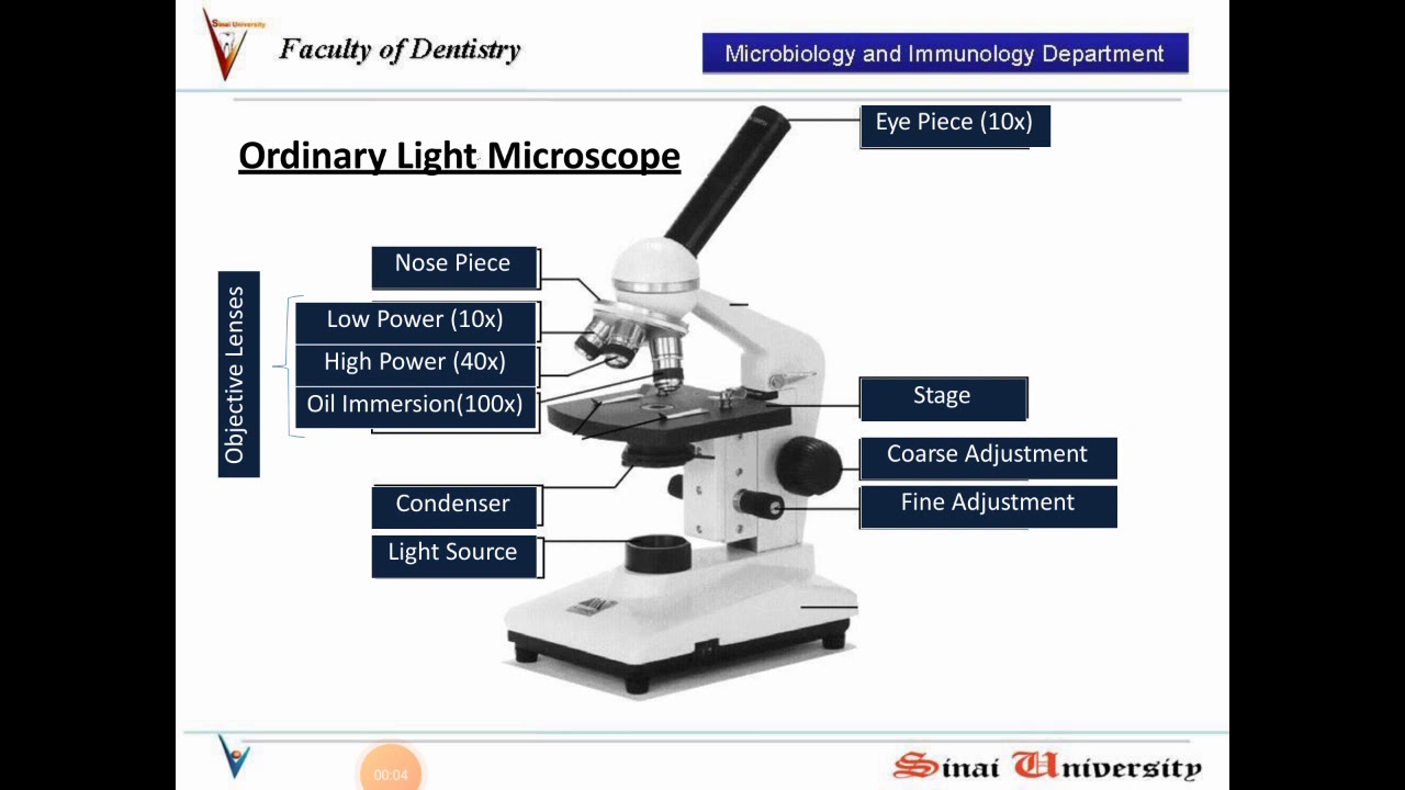The light microscope - YouTube