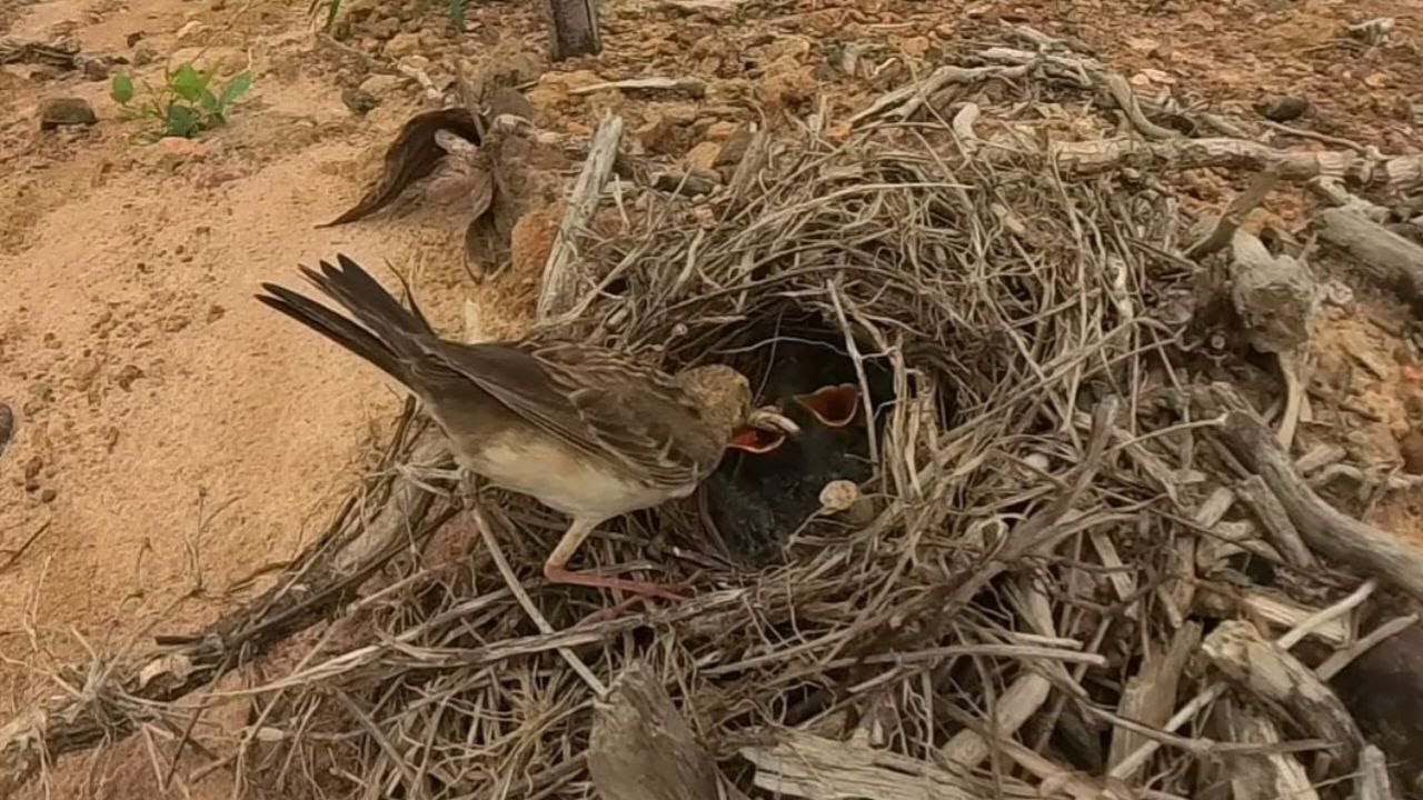#Ep1"African pipit birds Raise her baby in the nest [ Review Bird Nest ...