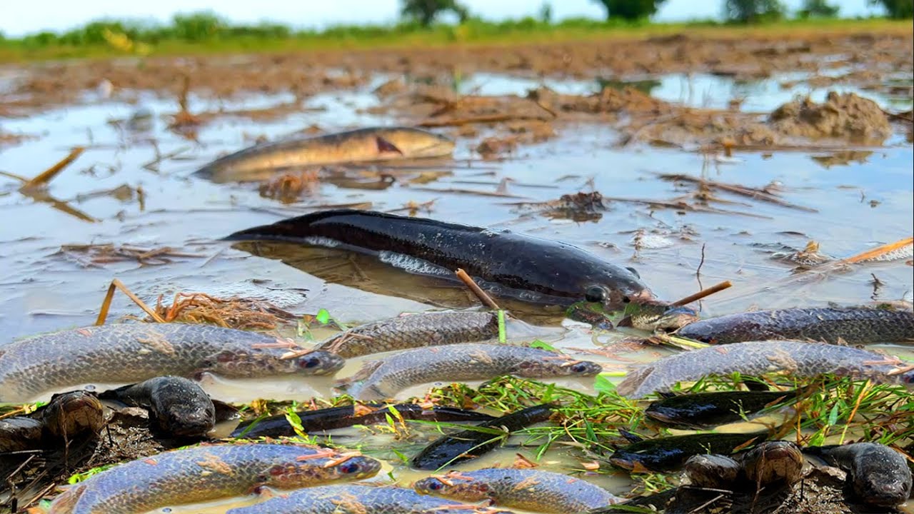 amazing fishing! a fisherman skill catch fish a lots in rice field by ...
