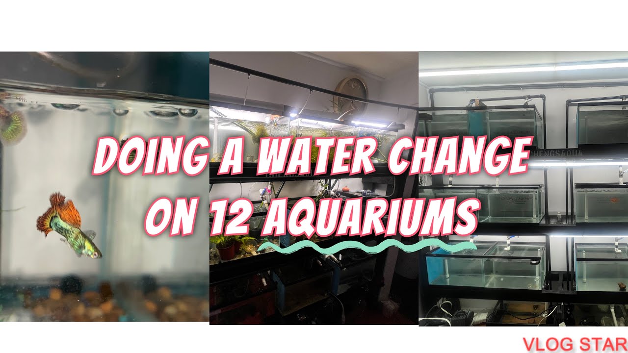 how to do a complete water change on 12 aquariums at the same time ...