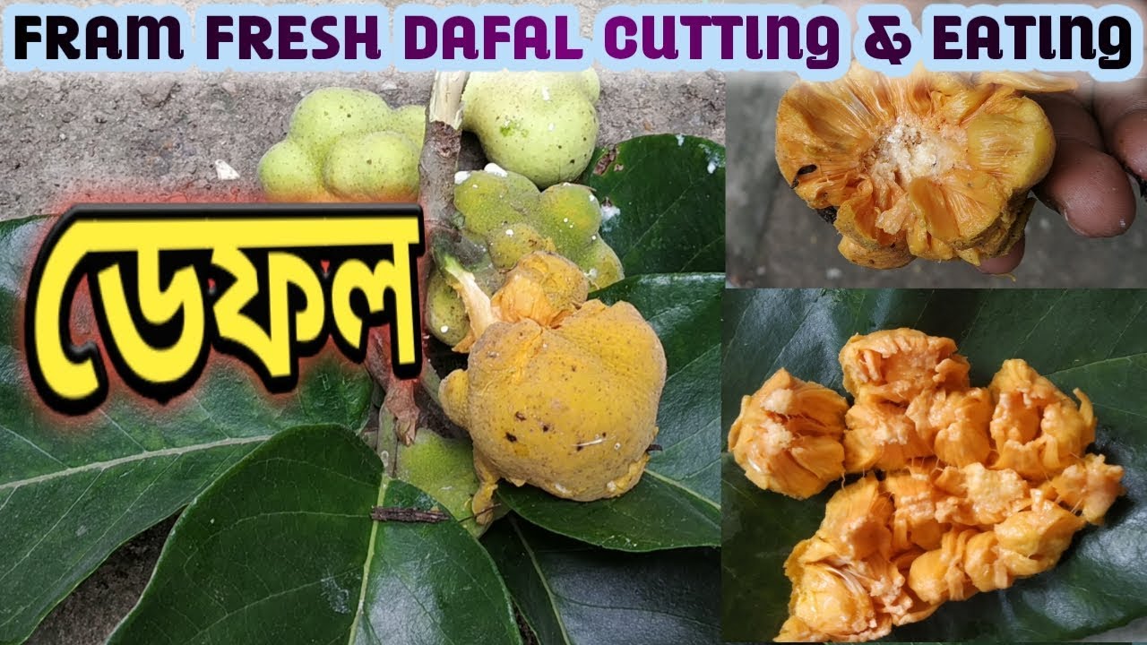 ডেফল।।ডেউয়া।।FRAM FRESH DAFAL CUTTING& EATING - YouTube