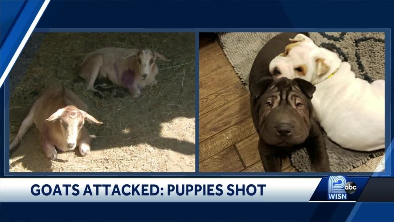 Puppies shot to death after attacking goats - YouTube