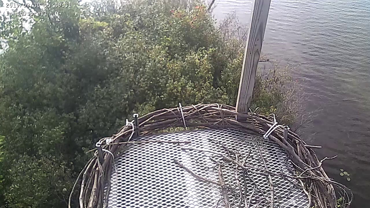 Irish Osprey Live Stream - YouTube