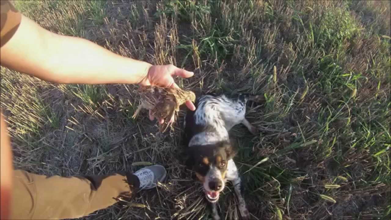 Chasse à la caille - YouTube