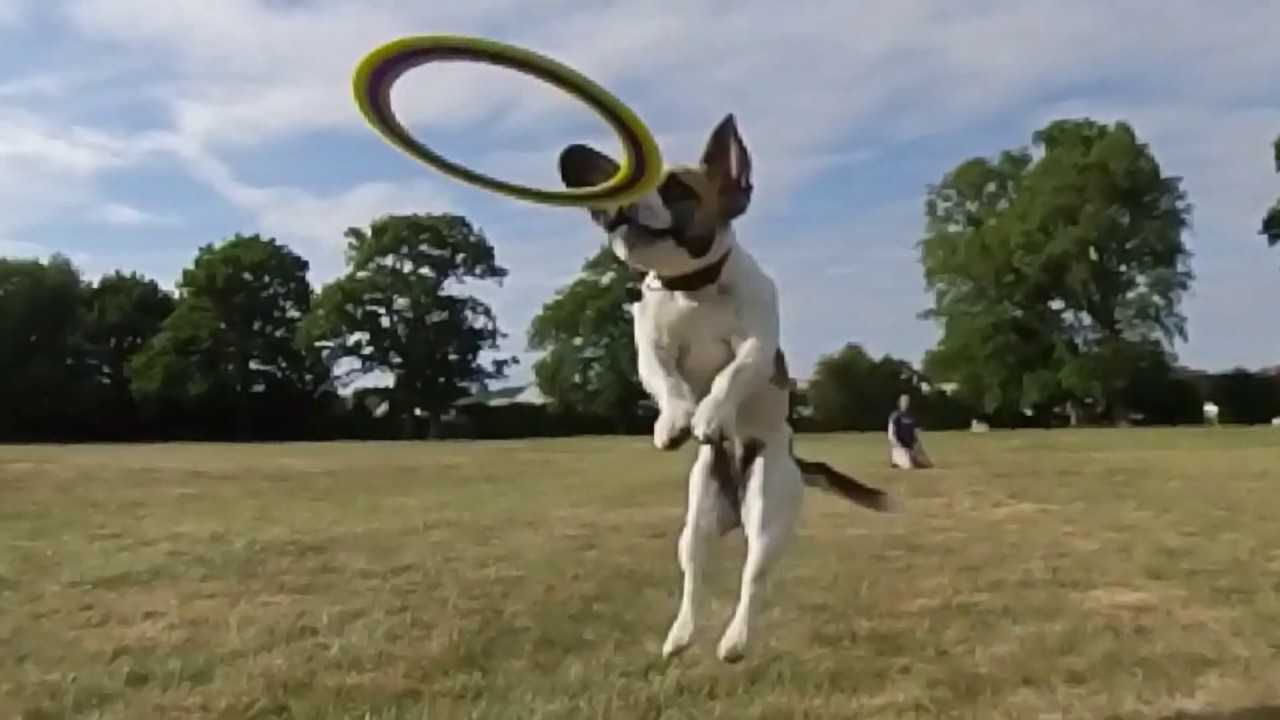 French bull dog x cocker spaniel Cross breed - YouTube