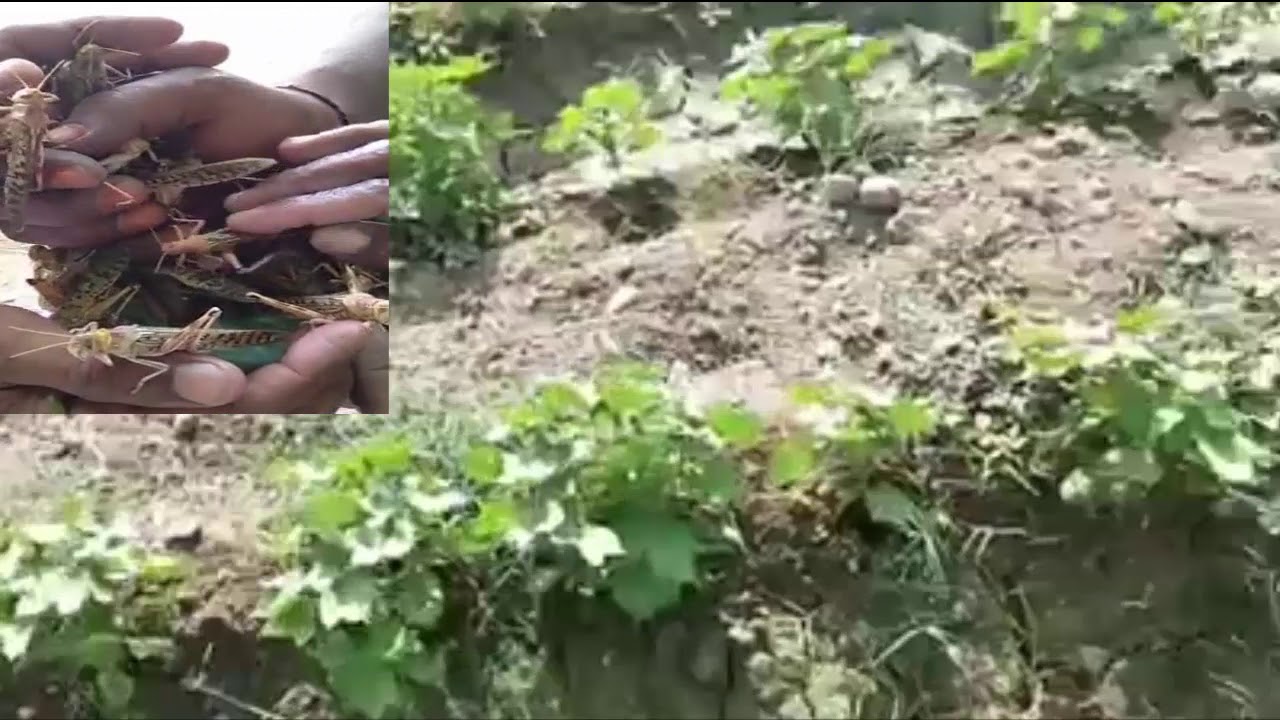A huge swarm of locust attack on cotton fields at CCRI Sakrand Farm ...