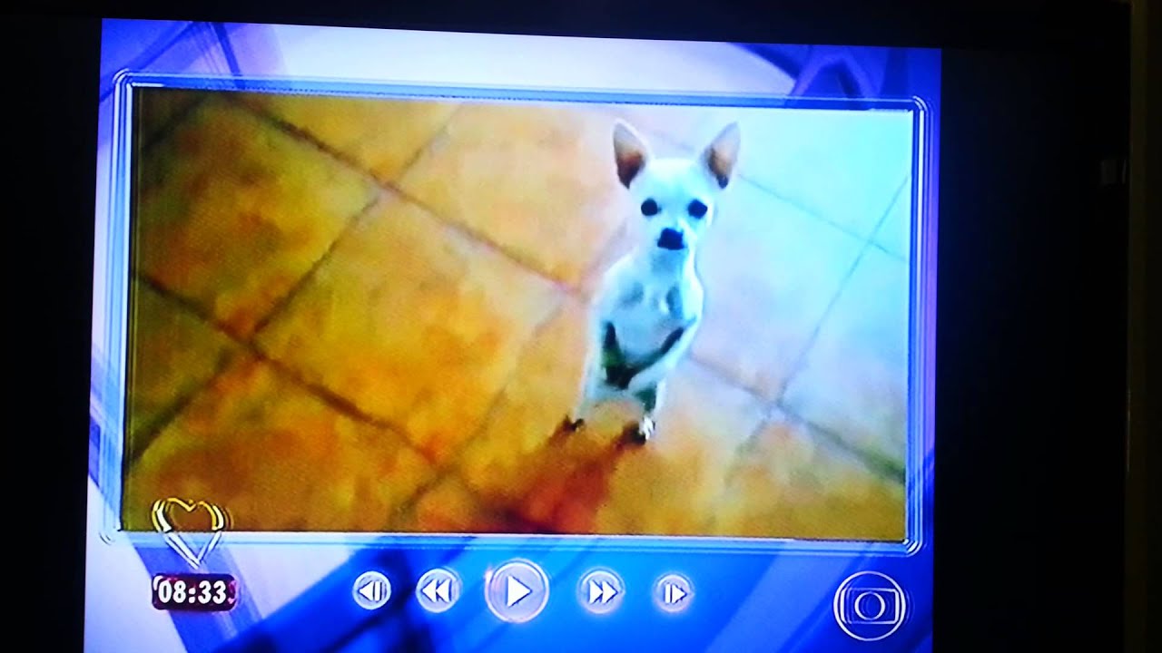 Dogs dancing to Funky song - LELEK LEK LEK (OFFICIAL DOGS) - CACHORROS ...
