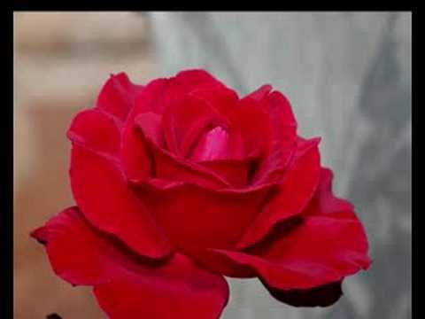 Rabbie Burns - A Red Red Rose - YouTube
