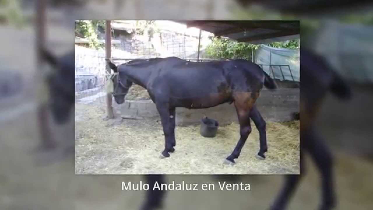 Mulas en Venta - Mulo en Venta Torrox, Málaga, Nerja, Torre del Mar ...