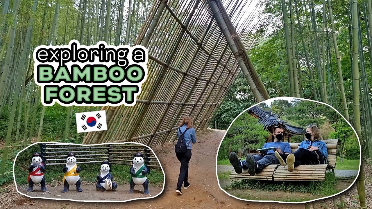 Juknokwon Bamboo Forest in Damyang, South Korea | sights and sounds of ...