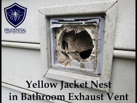 Yellow Jacket Nest in Bathroom Exhaust - YouTube