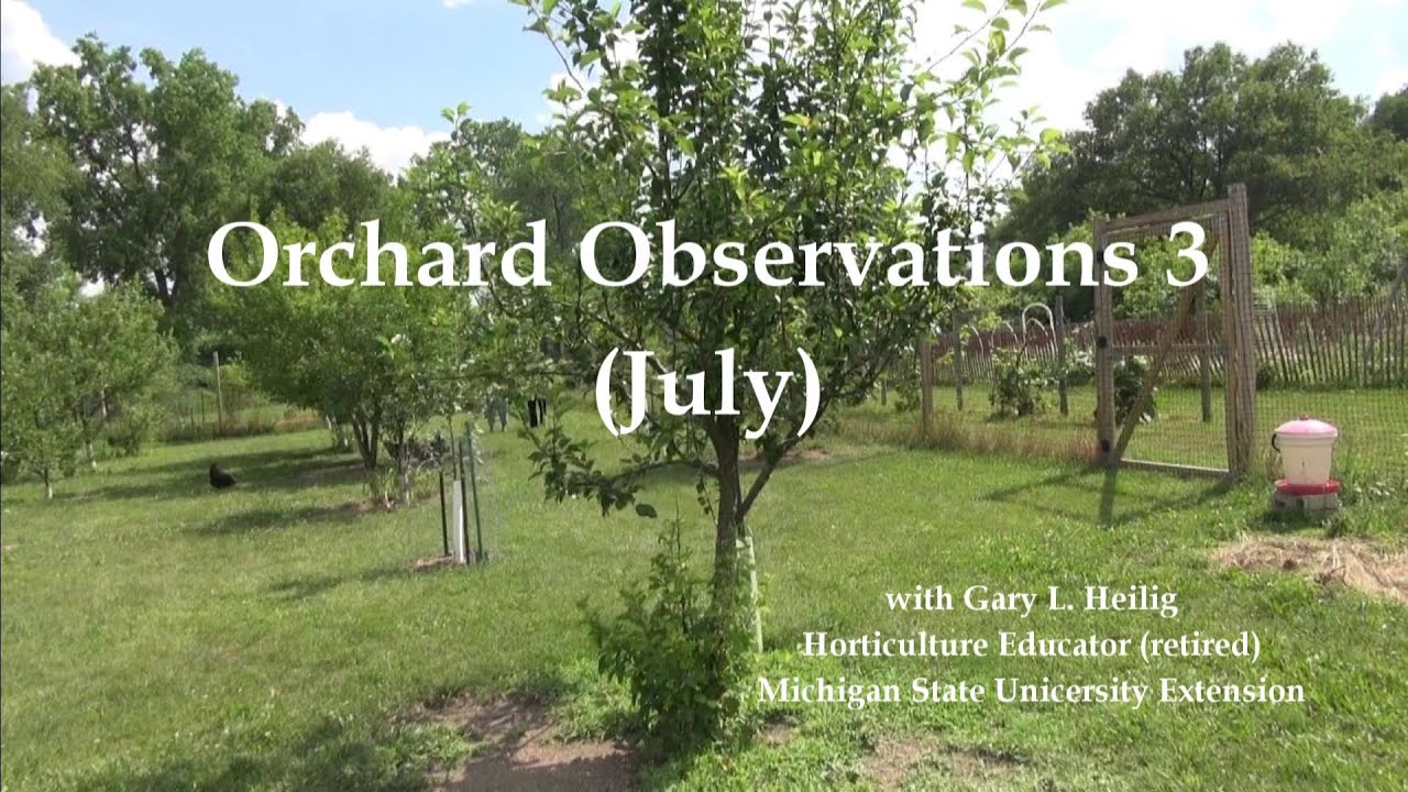 Orchard Observations 3 - YouTube