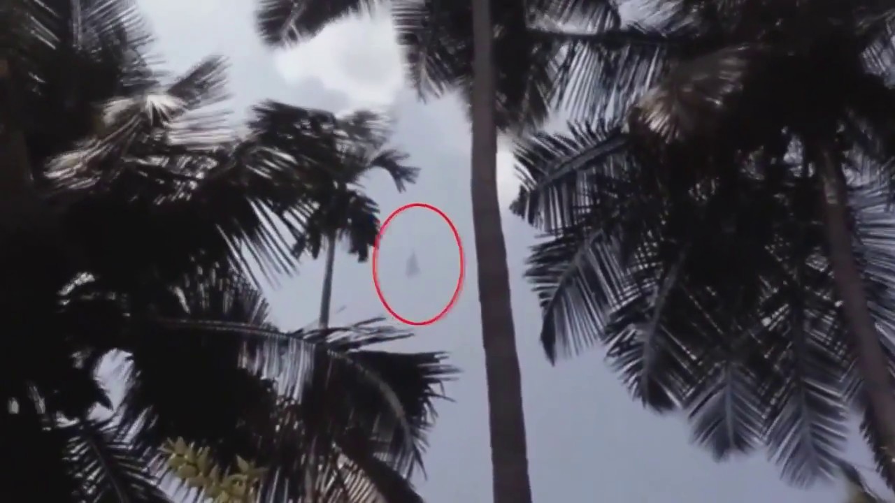 Strange Flying Creature - YouTube