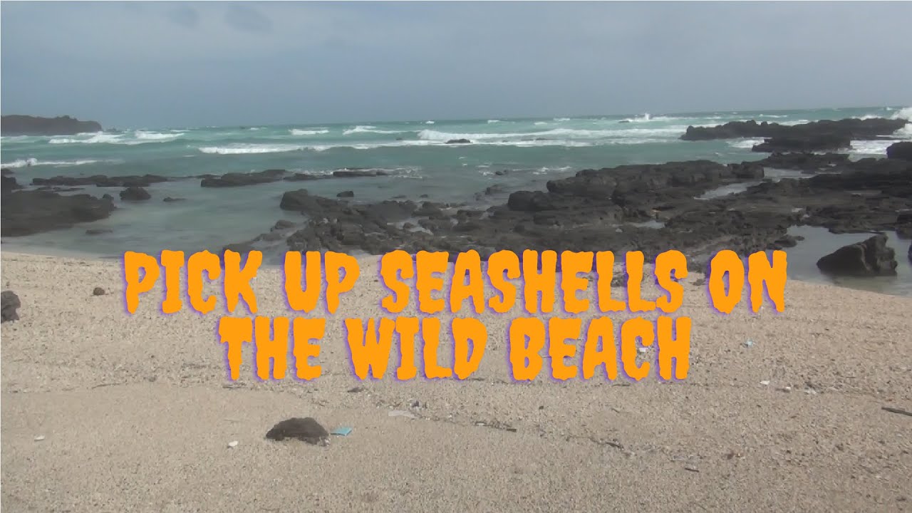 Pick up shells on a beach with no human footprints - YouTube