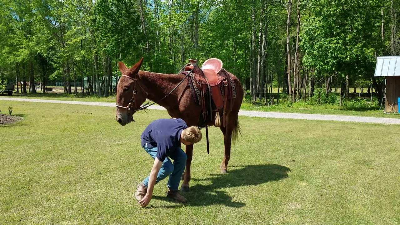 Safe Molly mule rides and drives been giving lessons - YouTube