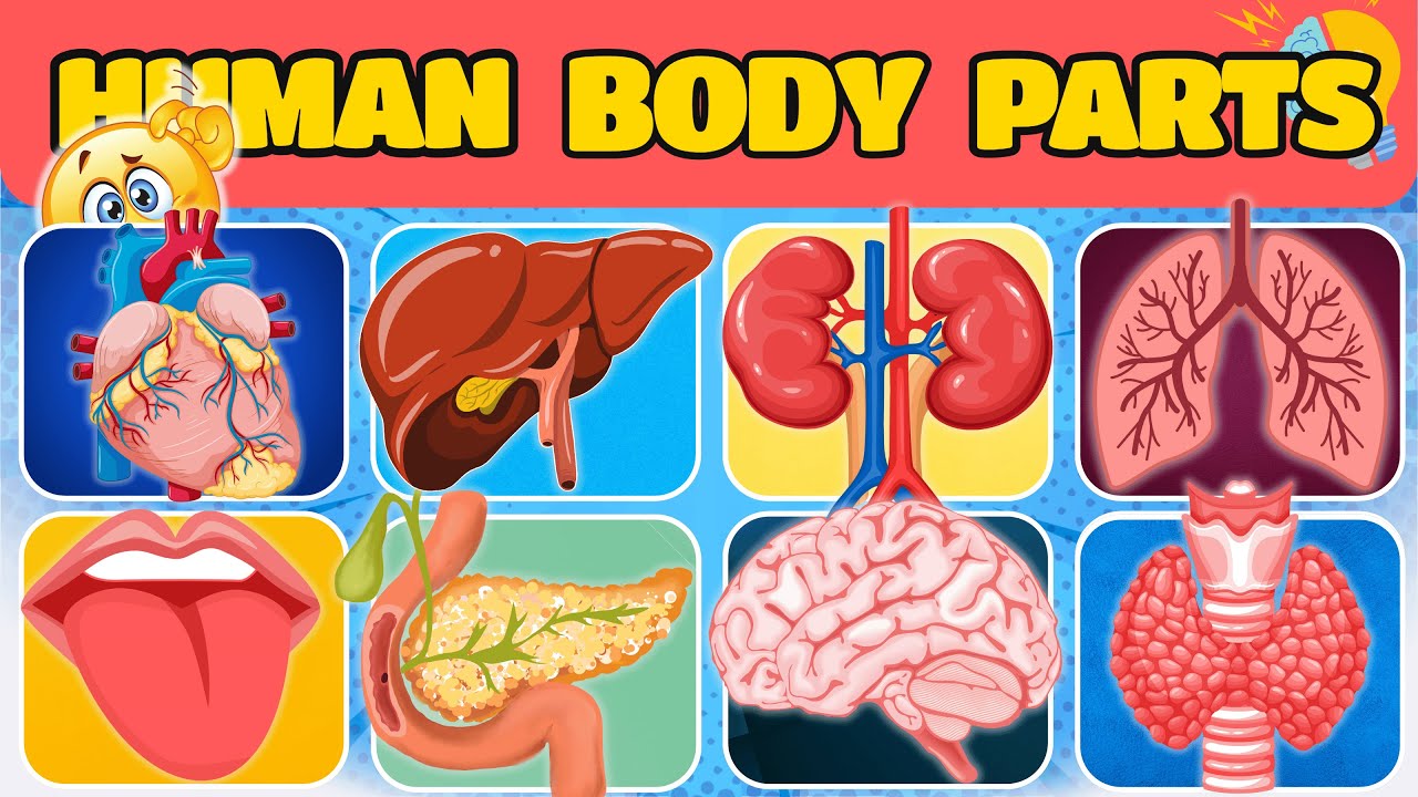 Guess the 50 Human Body Parts - Easy, Medium, & Hard Level 💪🧠 - YouTube