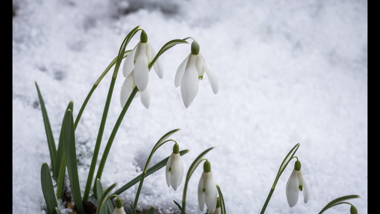 Legende si Povesti pentru copii - Legenda Ghiocelului - YouTube