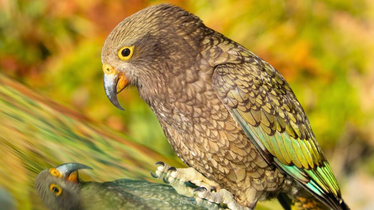 🎶Top 10 Bird Sounds You've Never Heard Before - YouTube