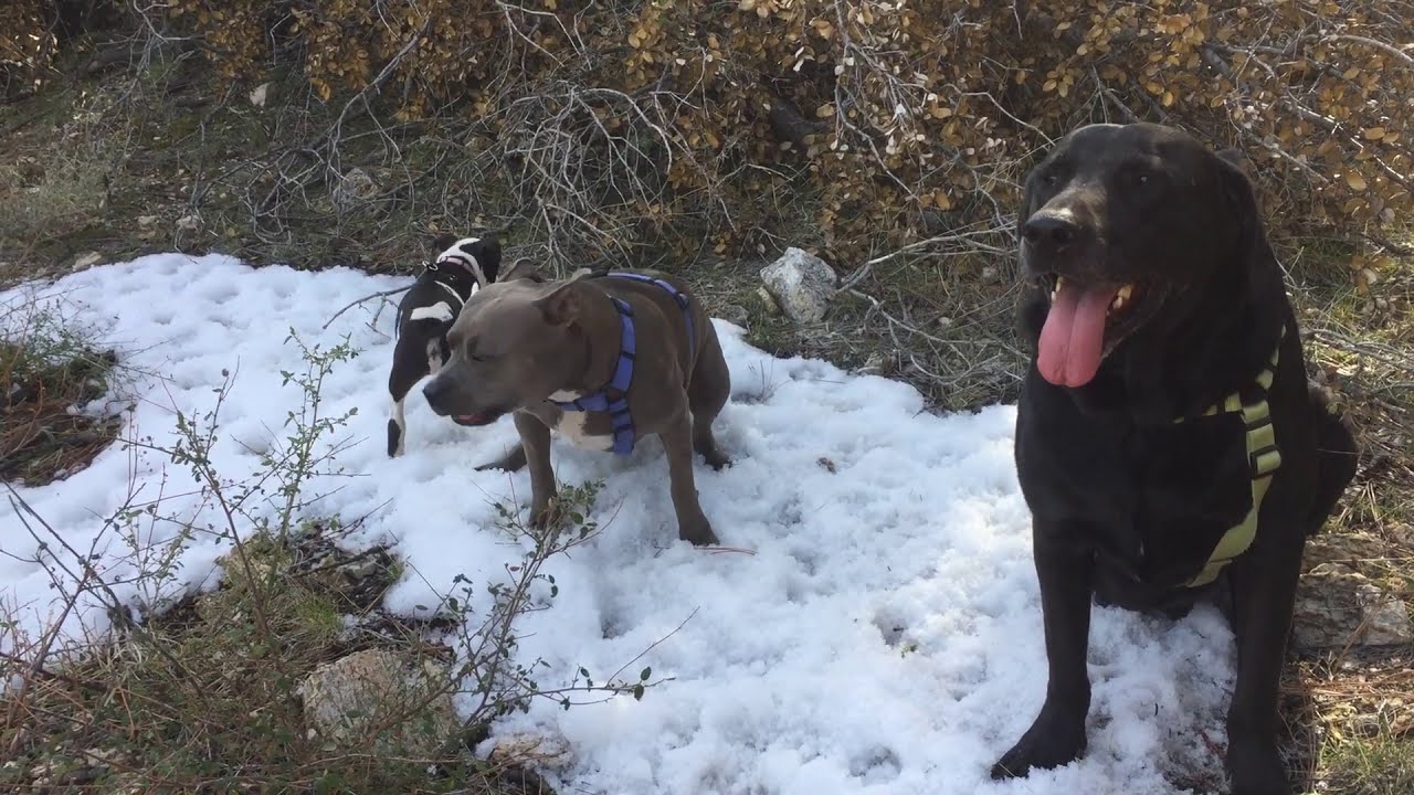 Dogs First Time Seeing Snow - YouTube