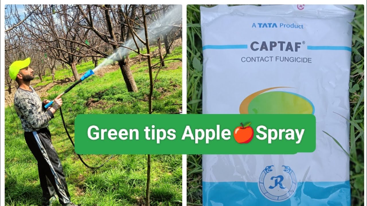 #Green tips Apple Spray🍎Captaf Contact Fungicide/Captan 50% WP used for ...
