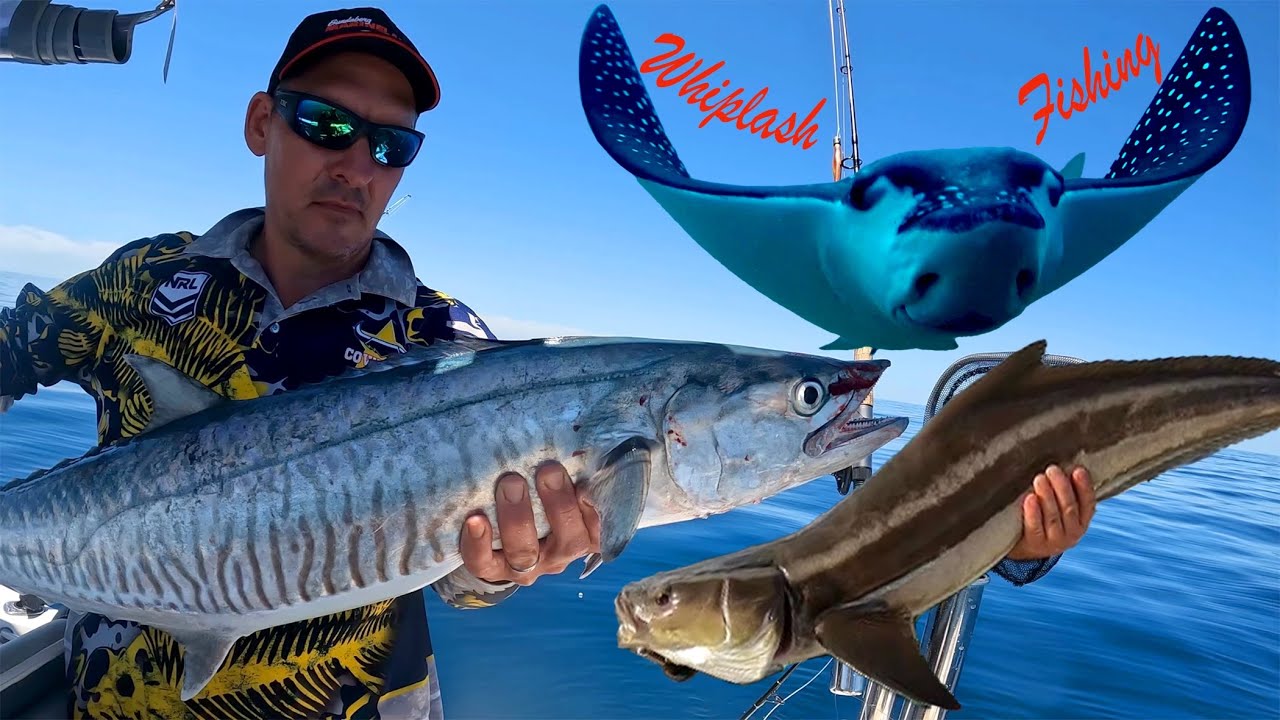 COBIA, SPANISH MACKEREL, MANTA RAYS AND SHARKS - Why We’re Not ...