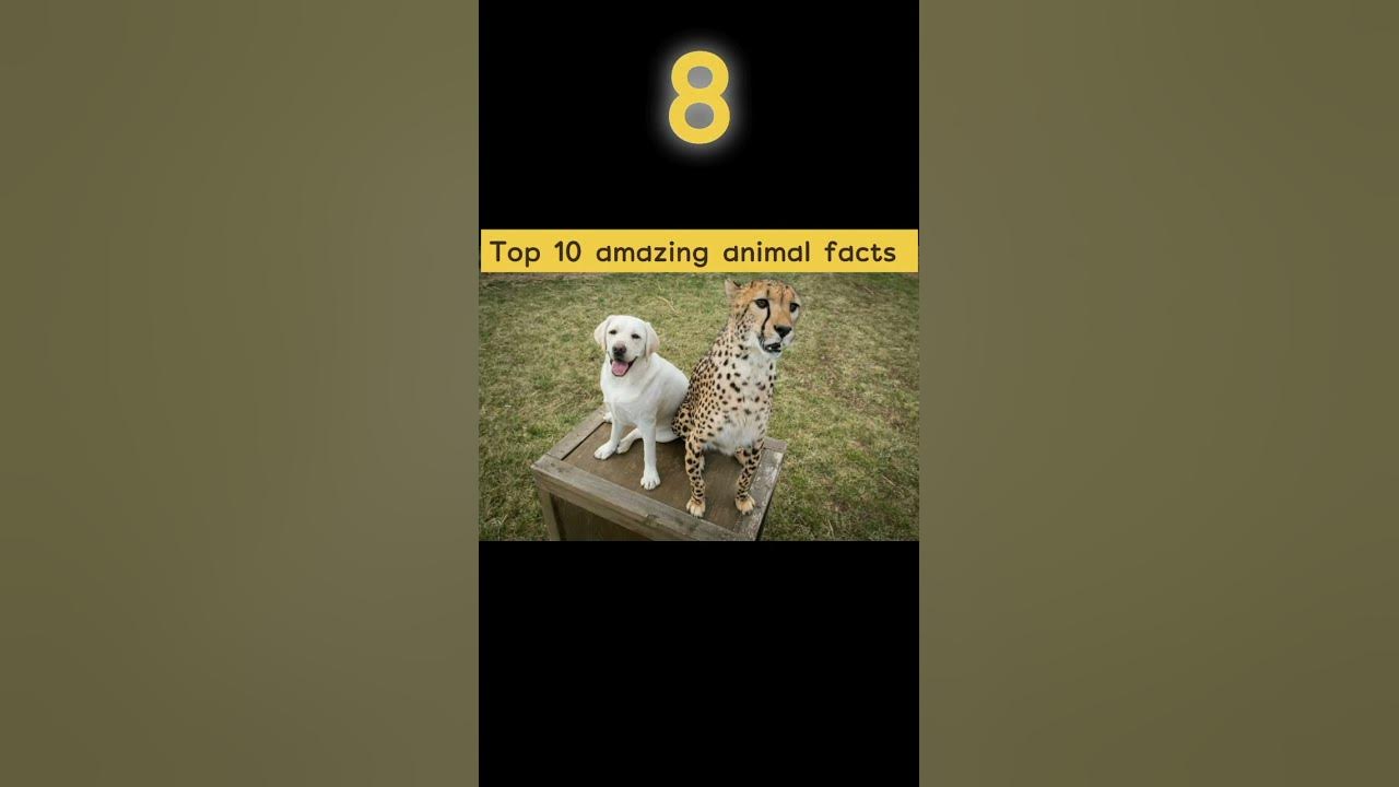 Top 10 Most Amazing Animal Facts Animals Facts facts shorts animalfacts YouTube top-10-most-amazing-animal-facts-animals-facts-facts-shorts-animalfacts-youtube