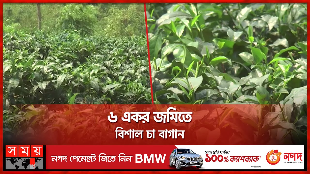 লালমাটিতে প্রথমবারের মতো চা চাষে সাফল্য | Tea Garden | Comilla | Somoy TV - YouTube