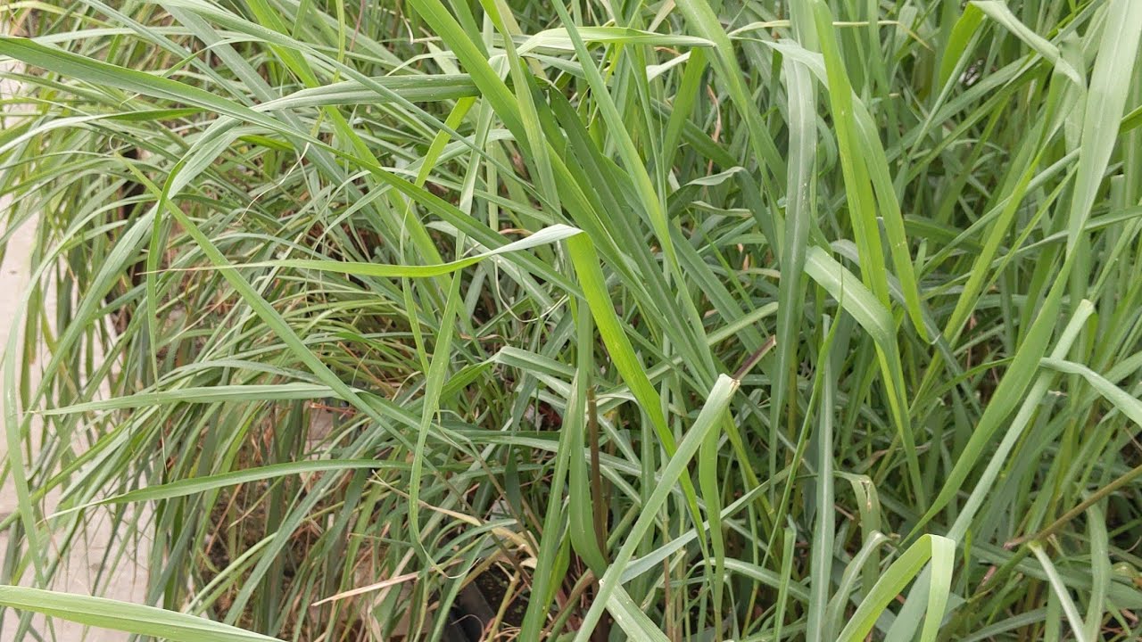 Lemon Grass/ Tanglad Plants - YouTube