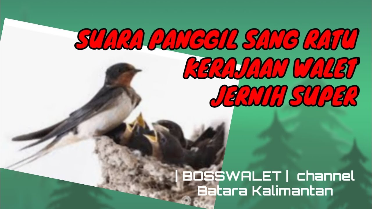 RATU WALET ORIGINAL | SUARA PANGGIL LINTASAN | BOSSWALET CHANNEL - YouTube