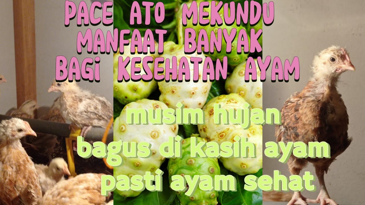ayam makan daun pace - YouTube