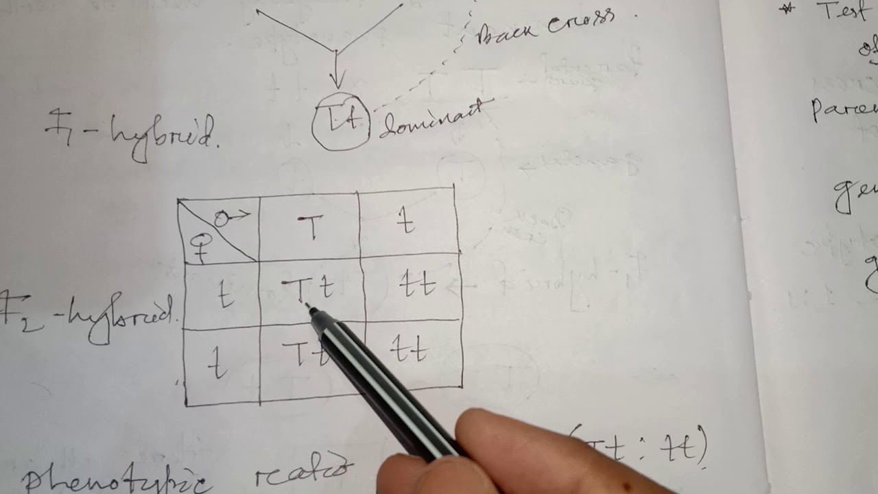 Test cross and back cross (mendelian cross) - YouTube
