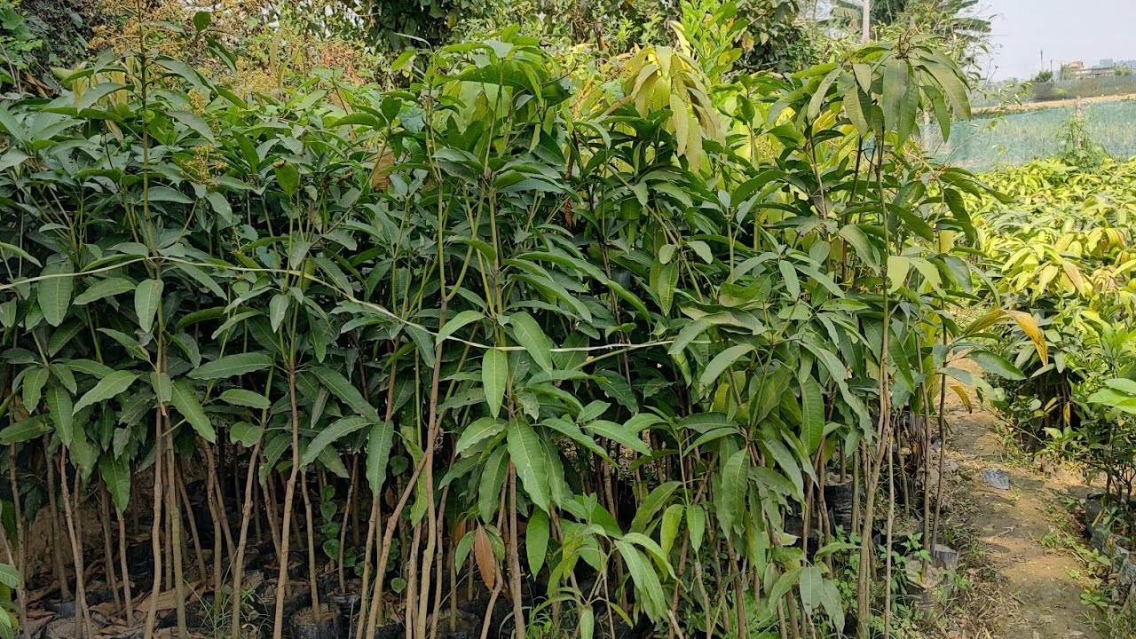 new green tree nursery is live! - YouTube
