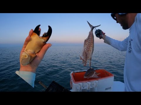 Using ROTTEN Fish for Stone Crab Bait - YouTube