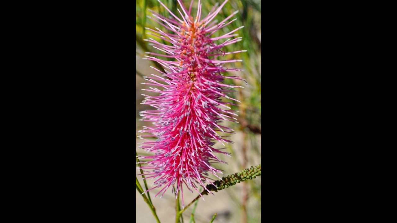 Grevillea panrock priness - YouTube
