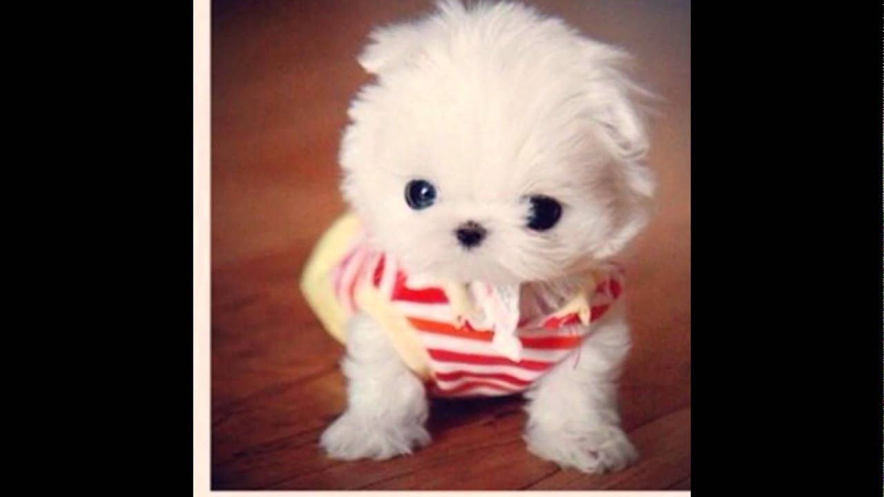 cute stuff - YouTube