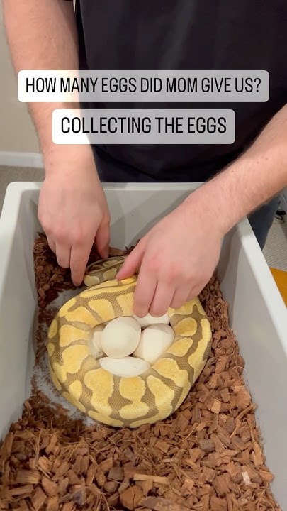 HOW MANY EGGS DID THIS BALL PYTHON LAY😍🔥 - YouTube