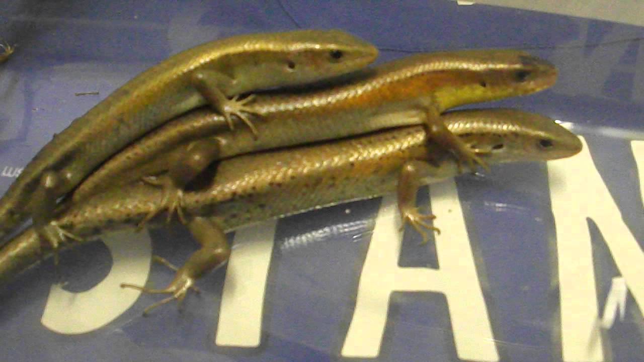 Golden Skinks - YouTube