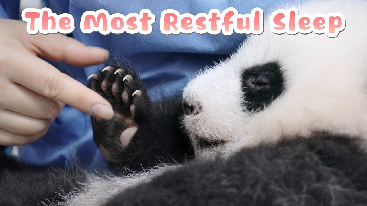 Baby Panda Enjoys The Most Restful Sleep In Nanny's Cuddle | iPanda ...
